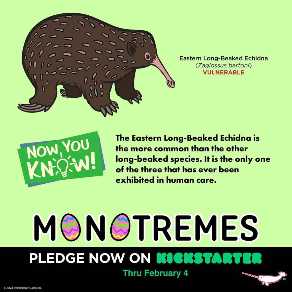 Discover The Eastern Long-Beaked Echidna - Zoo / Animal Special Days ...