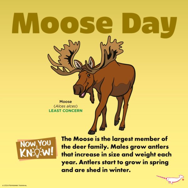 Celebrate Moose Day: Discover The Largest Deer Species - Zoo / Animal ...