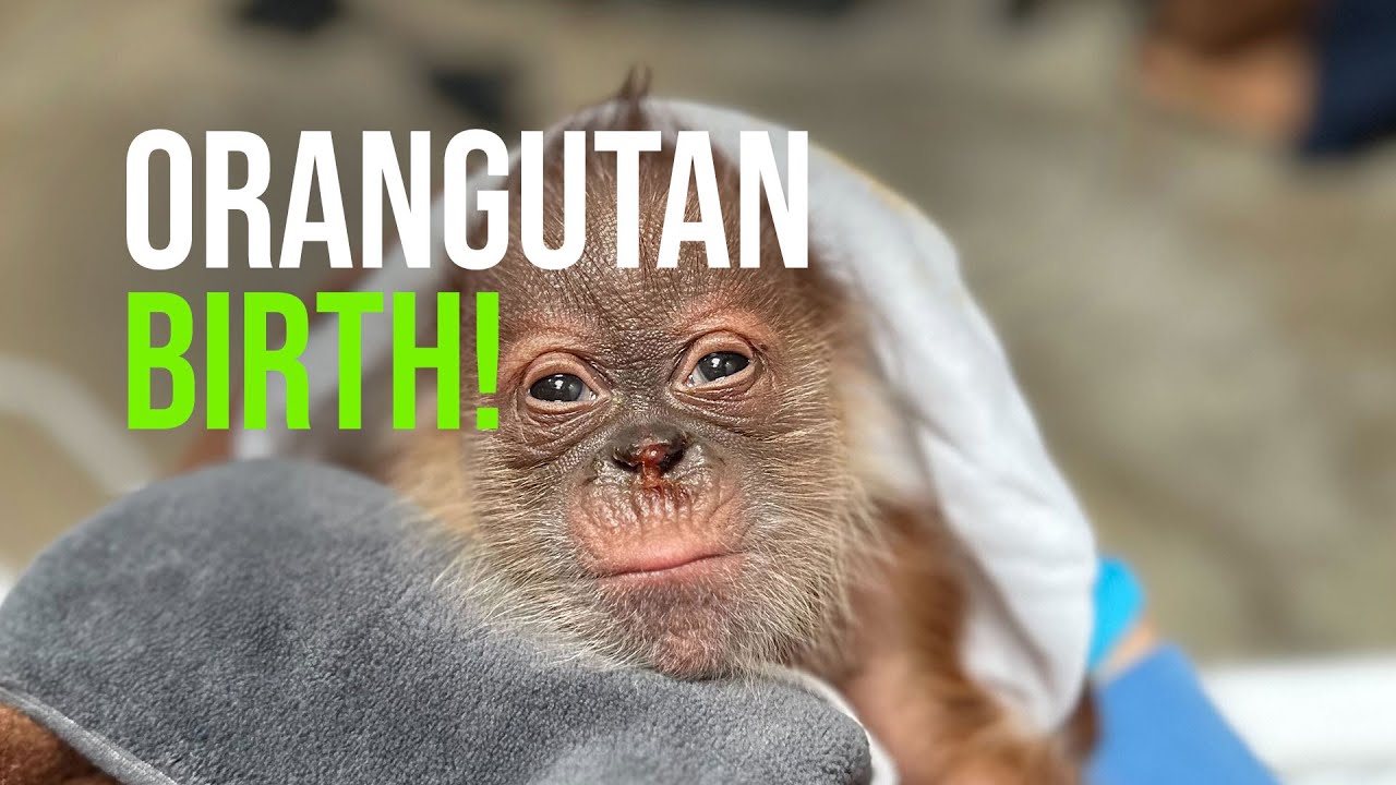 Endangered Orangutan Birth at Sacramento Zoo - Zoo Guide