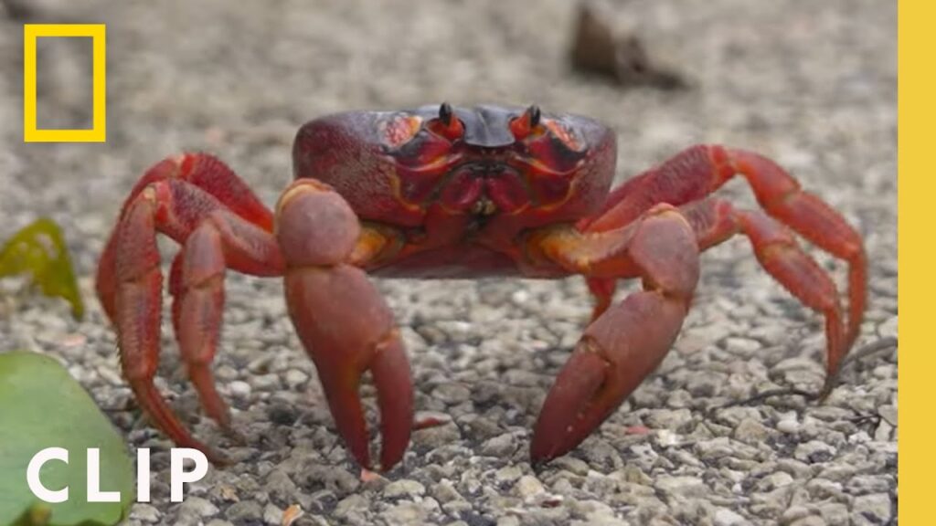 Dangerous Red Crab Journey: Amazing Wildlife - Uncategorized Zoo Guide