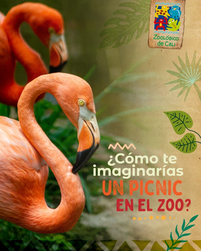 Imagine A Zoo Picnic - Share In Comments! - Zoológico De Cali Zoo Guide