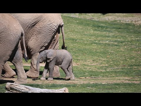 2024: Reid Park Zoo Welcomes New Elephant Calf - Zoos - USA - Arizona - Reid Park Zoo (Tucson ...