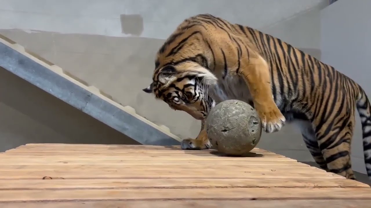 Tiger Gets Clawbreaker For Stimulation - Point Defiance Zoo & Aquarium ...