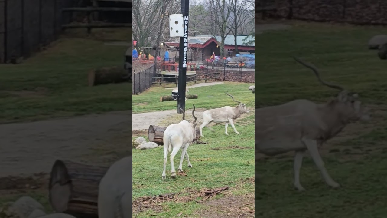 Addax Antics At Blank Park Zoo - Zoos - USA - Iowa - Blank Park Zoo ...