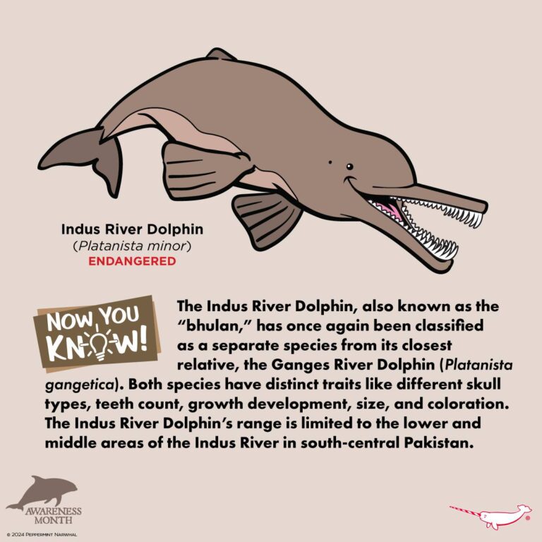 Indus River Dolphin: A Comprehensive Overview - Zoo / Animal Special ...