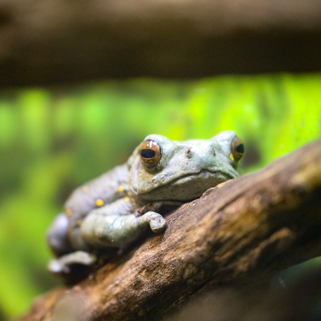 World Frog Day: Celebrate Our Hopping Friends - Tulsa Zoo Zoo Guide