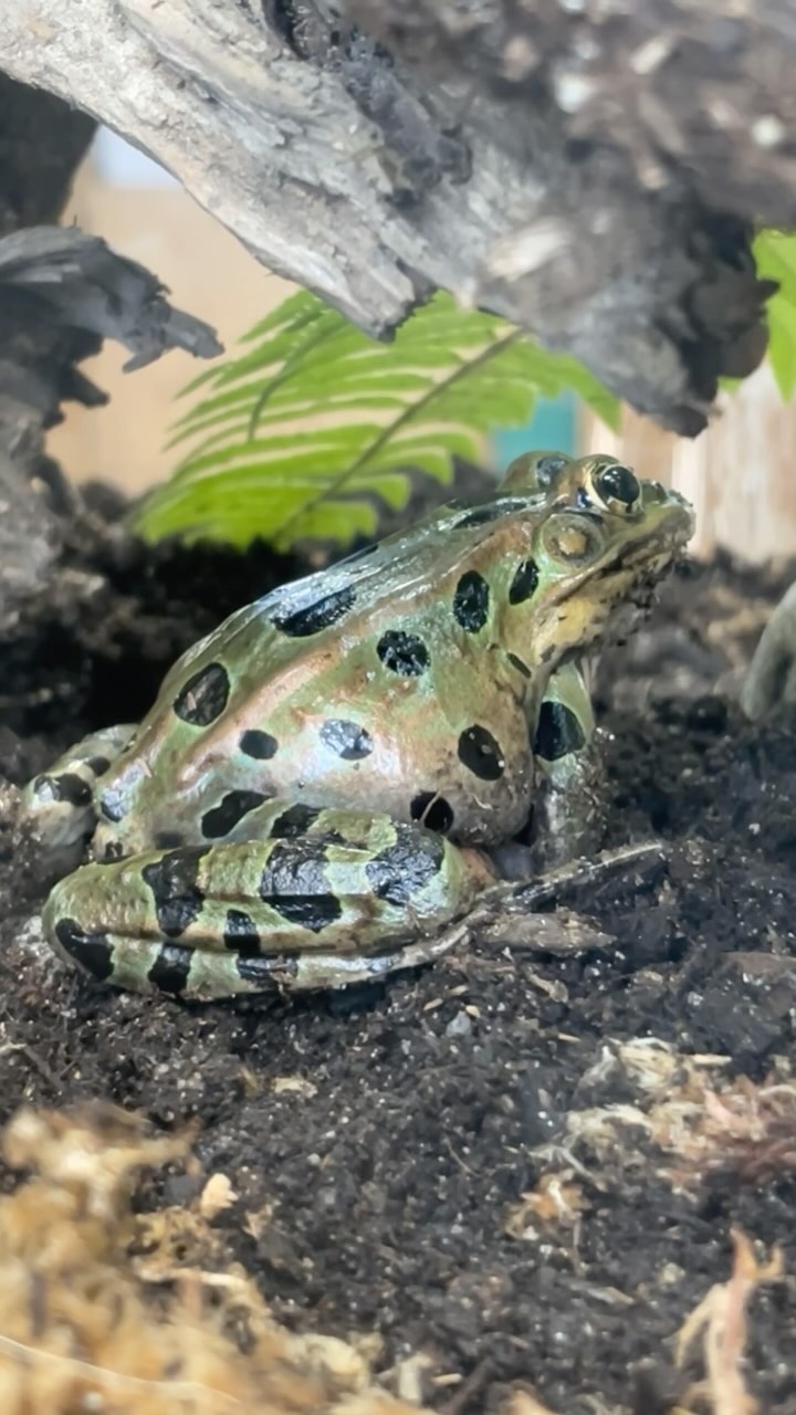 Hoppy Sprout: A Northern Leopard Frog Ambassador - Northwest Trek ...