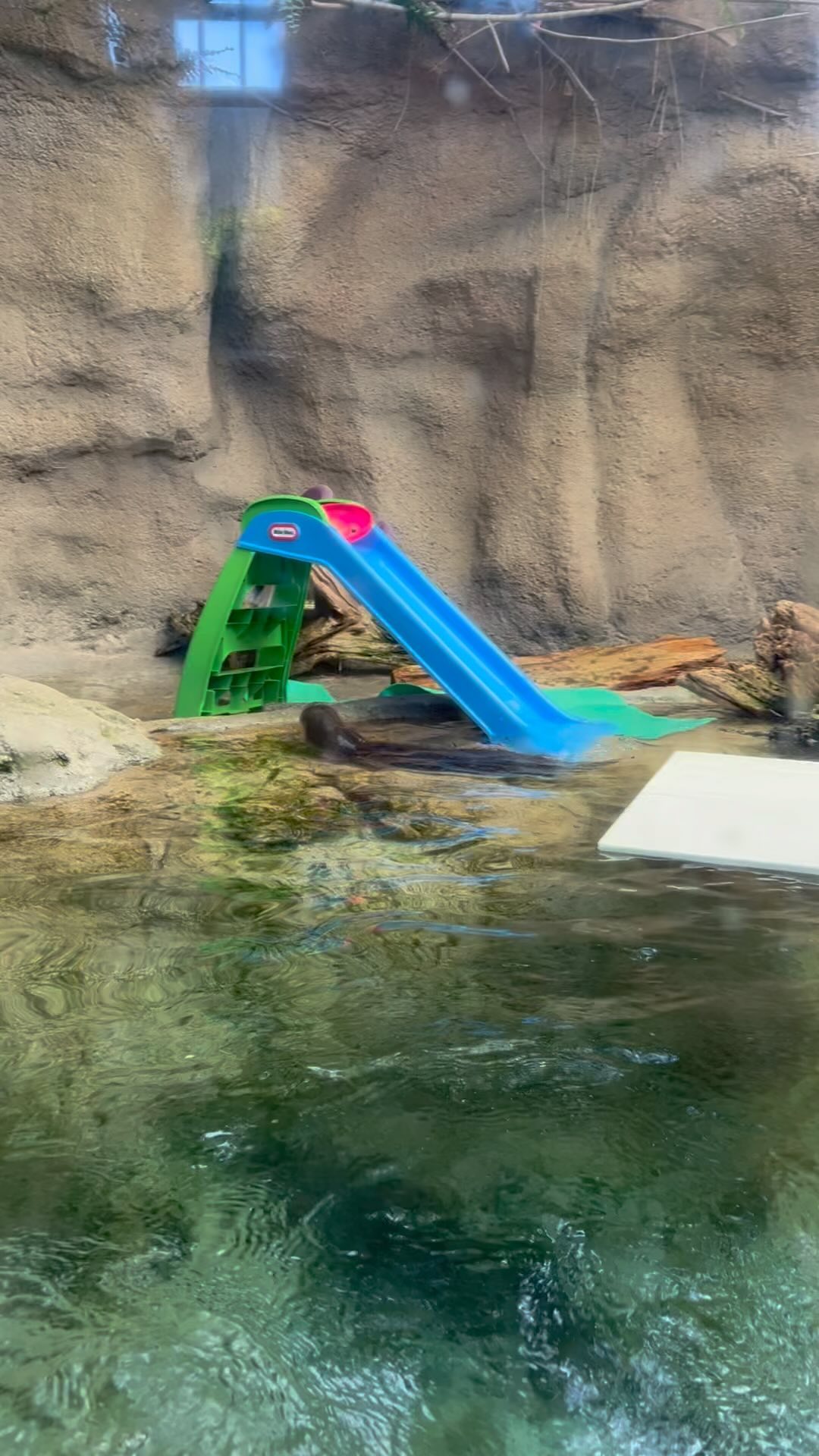 Otters Truly Use Slides! Watch Clip - North Carolina Aquarium On ...
