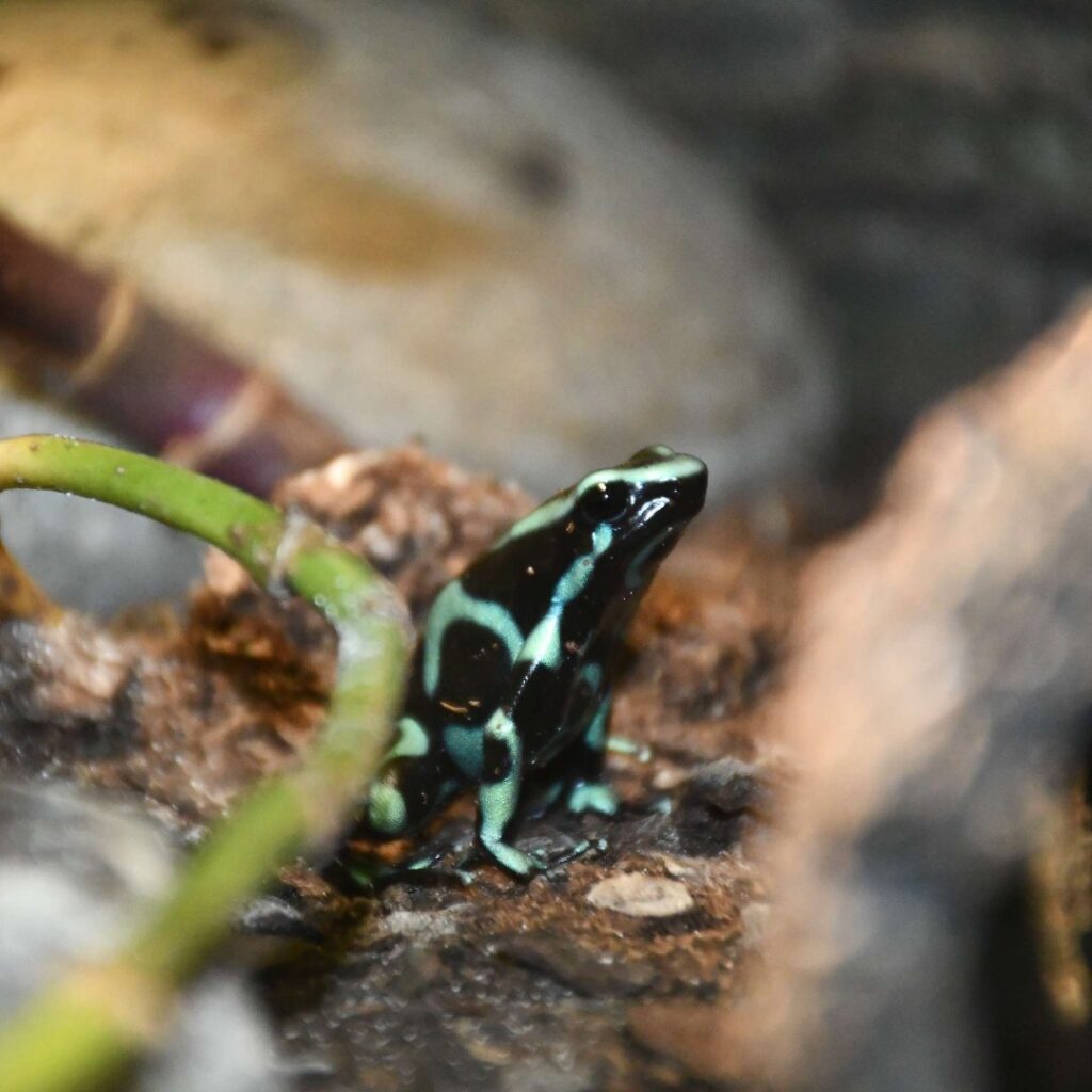 Frogs As Key Indicators In Ecosystems - Louisville Zoo Zoo Guide