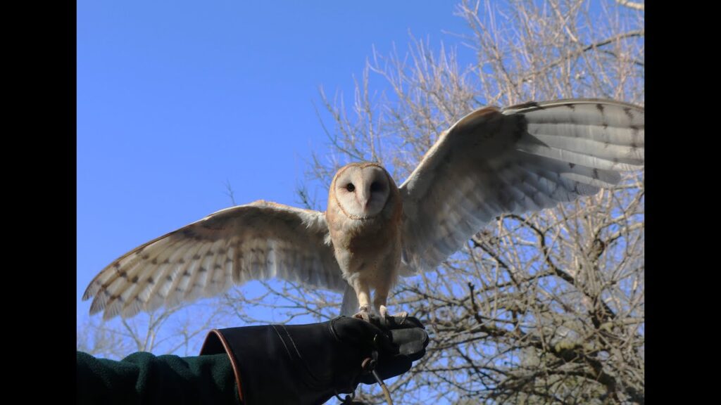 Valkyrie Barn Owl's Birthday Announcement - Franklin Park Zoo Zoo Guide