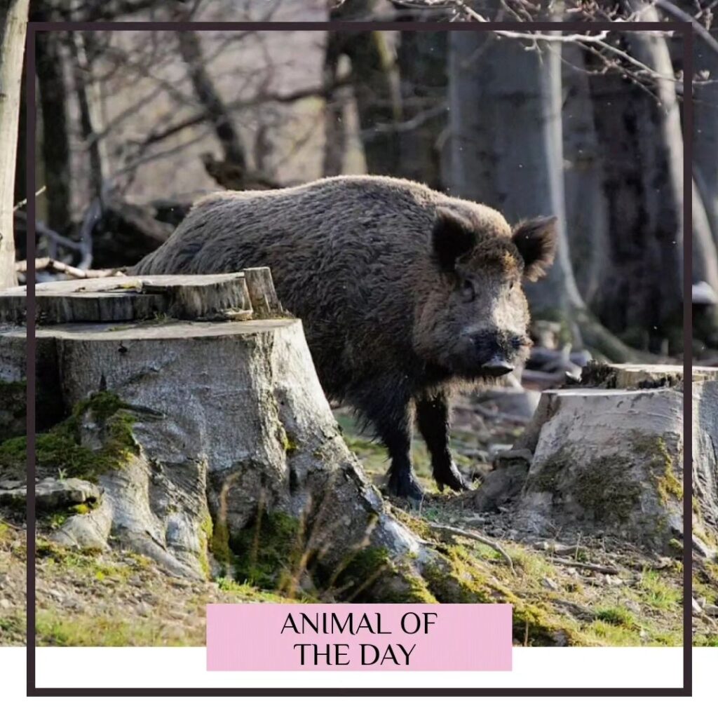 Wild Boar: Native Suid Of Eurasia - Uncategorized Zoo Guide