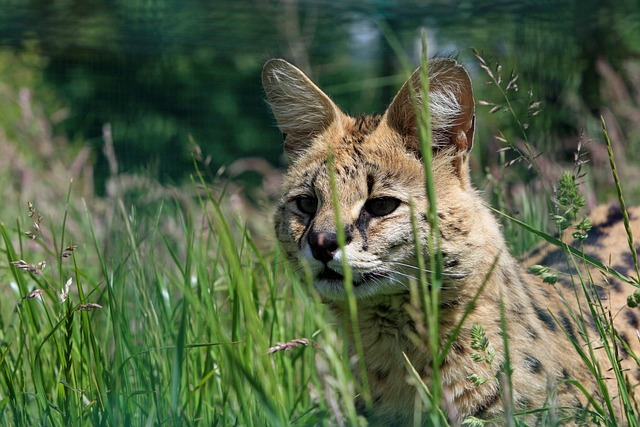 Discover The Serval: Elegant Predator Of The African Savannah ...
