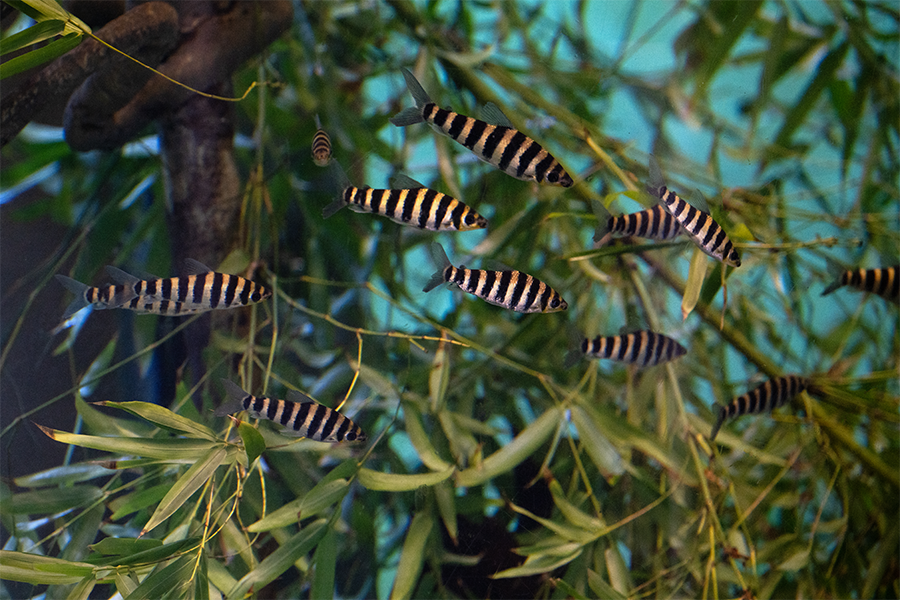 April 2024 Update: Insights From Zoo CEO Denise M. Verret - Zoos - USA ...