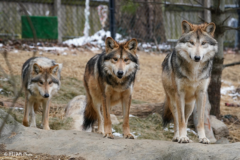 Happy Lobo Week: Introducing The Pack! - Zoos - USA - Ohio - Cincinnati ...