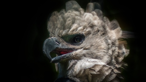 Harpy Eagle: Hunter Of The Forest - Habits, Habitat, And Conservation ...