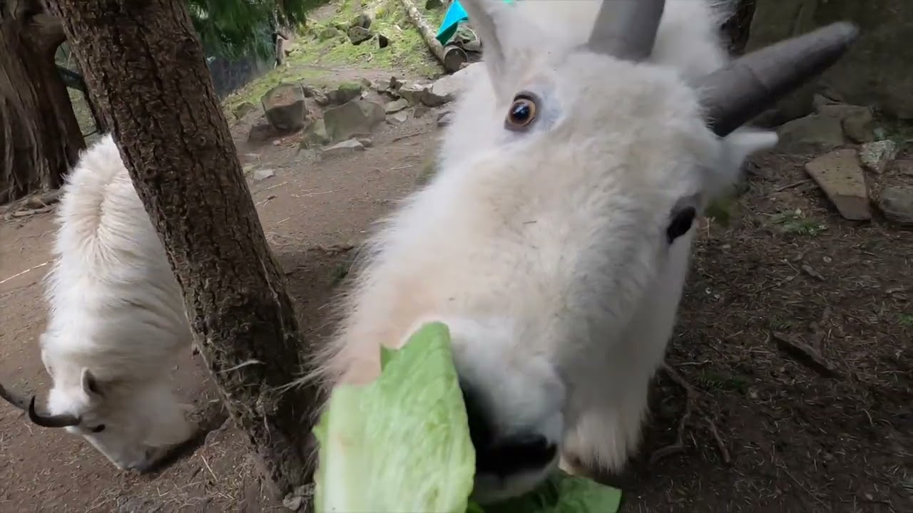 Mountain Goats Eating Lettuce Explained - Oregon Zoo Zoo Guide
