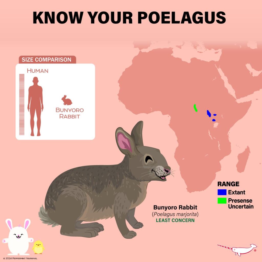 Easter Special: The Ubiquity Of Rabbits Explained - Zoo / Animal ...