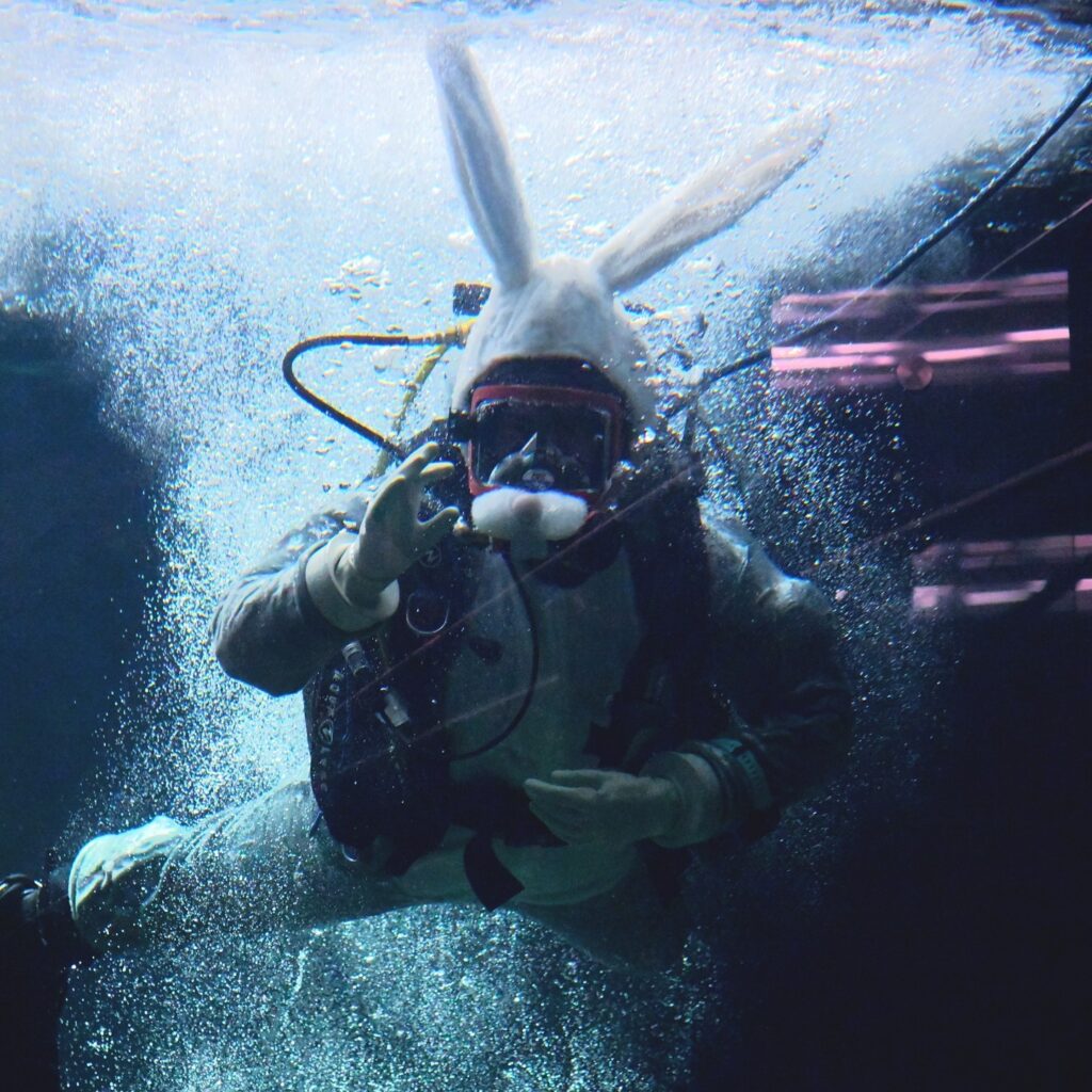 Last Chance: See Scuba Bunny At Wild Coast - Vancouver Aquarium Marine ...