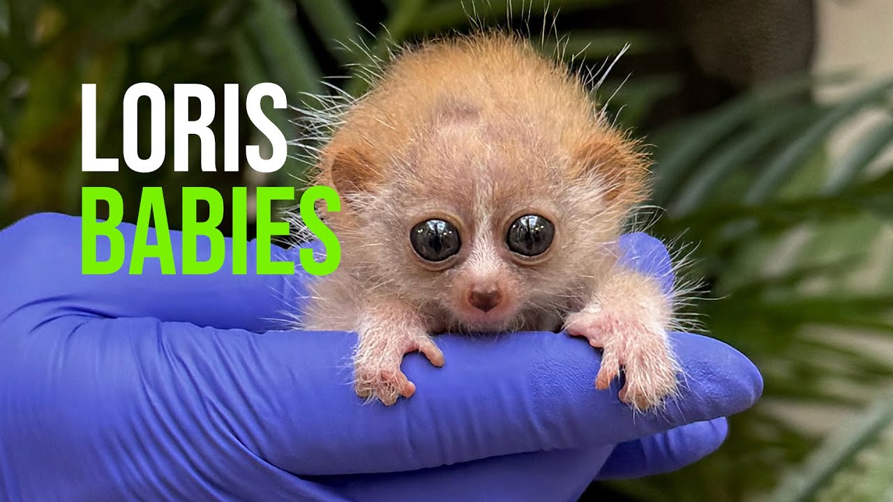 Pygmy Slow Lorises Born At Smithsonian Zoo - Zoo Babies Zoo Guide