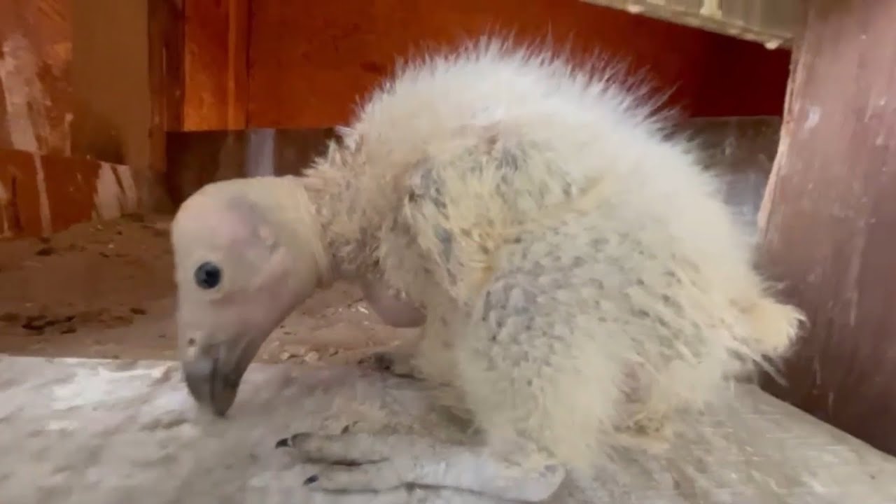 Meet California Condor Chick LA124! - Zoos - USA - California - Los ...