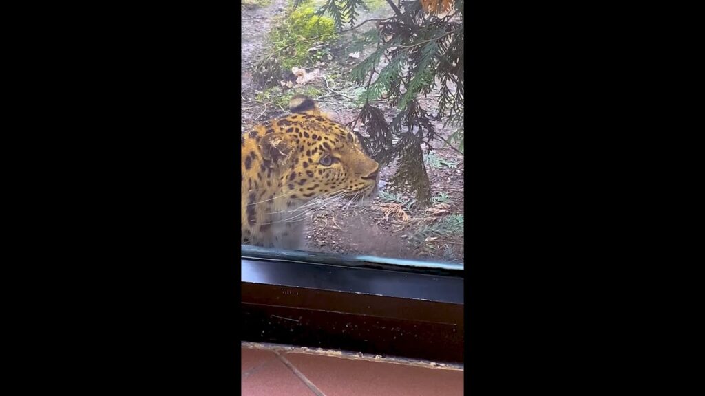 Amur Leopard Mating Habits - Rosamond Gifford Zoo Zoo Guide