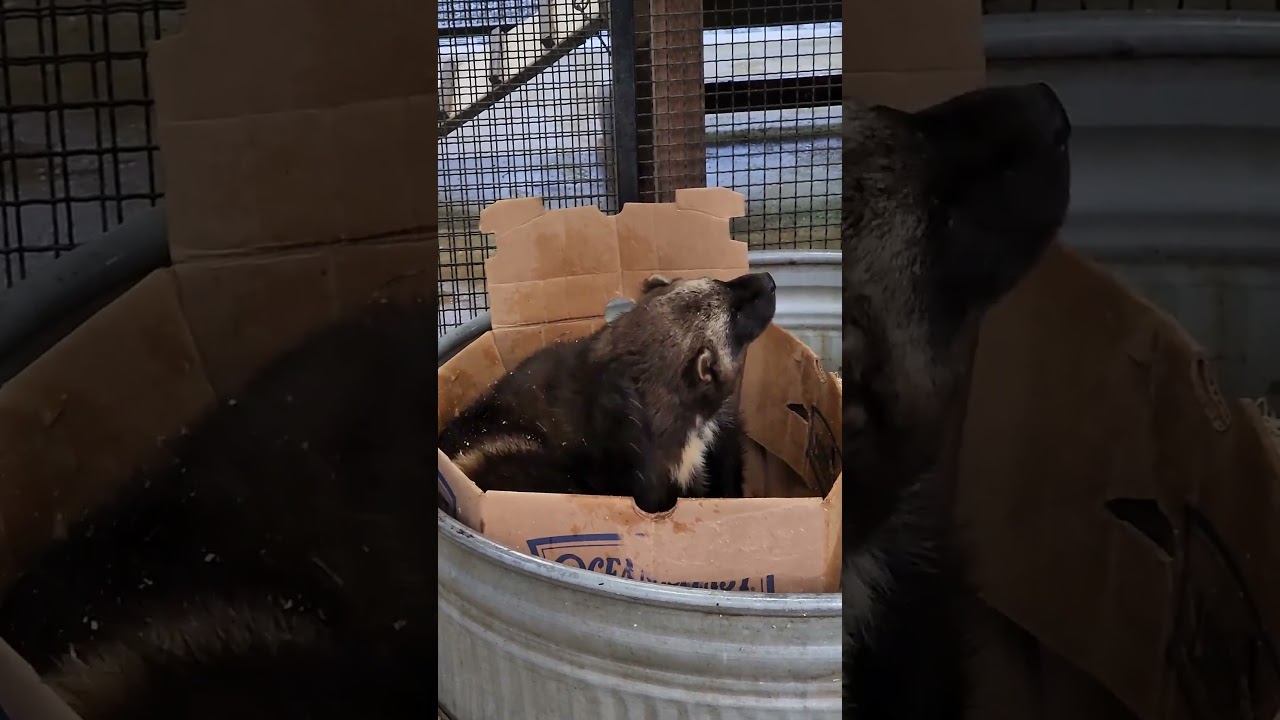 Wolverine In A Box! - Northwest Trek Wildlife Park Zoo Guide