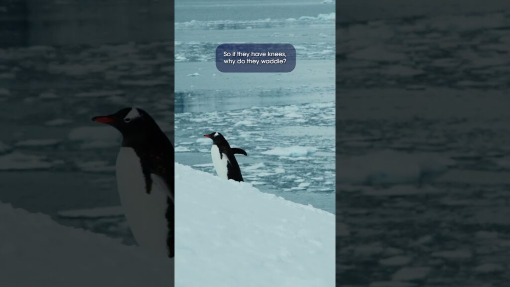 Penguin Waddle Explained: Biofact Friday - Calgary Zoo Zoo Guide