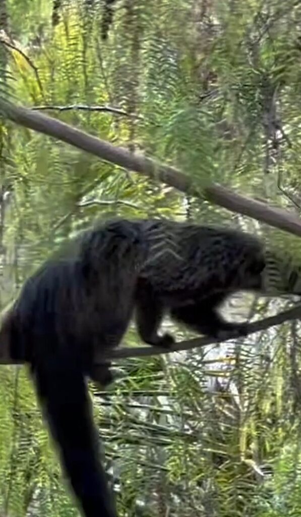 Binturongs Show Playful Zoomies - San Diego Safari Park Zoo Guide