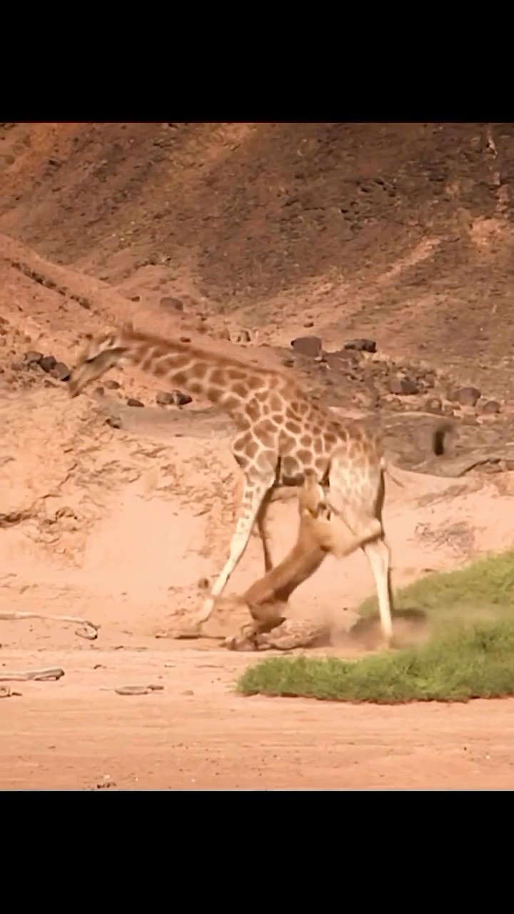 Ultimate Animal Showdown: A Must-See Event - Uncategorized Zoo Guide