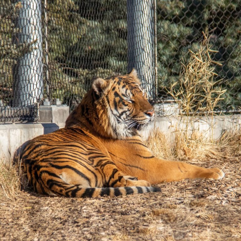 Sumatran Tigers: The Smallest Species - Lincoln Children's Zoo Zoo Guide