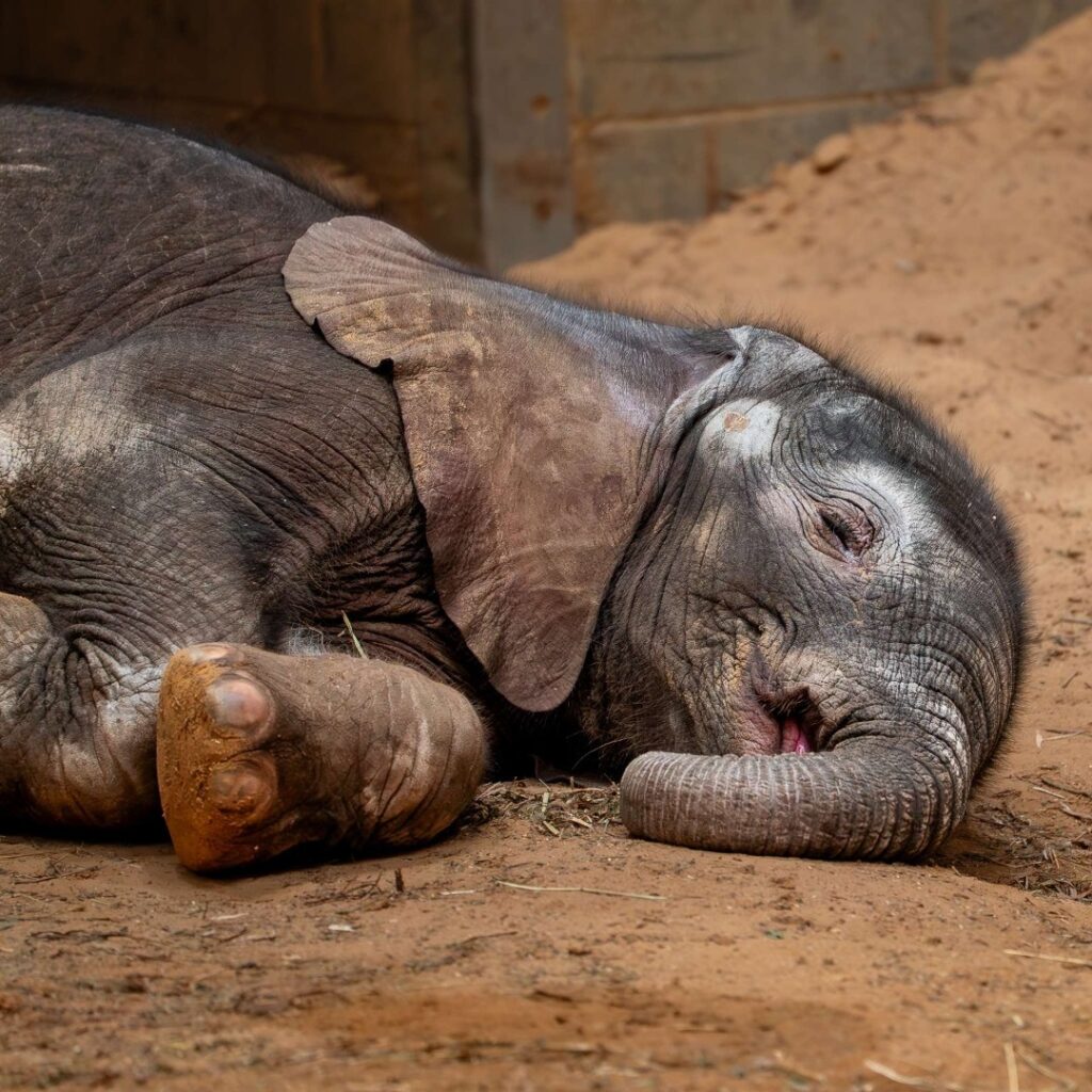 Maximize Your Toledo Zoo Membership Benefits! - Zoos - USA - Ohio ...