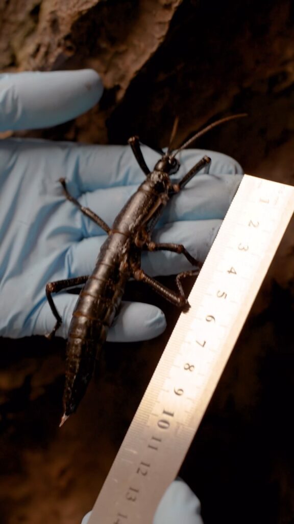 Trees' Symbol Of Eternal Love: The 'Lobster' Bond - Zoos - USA ...