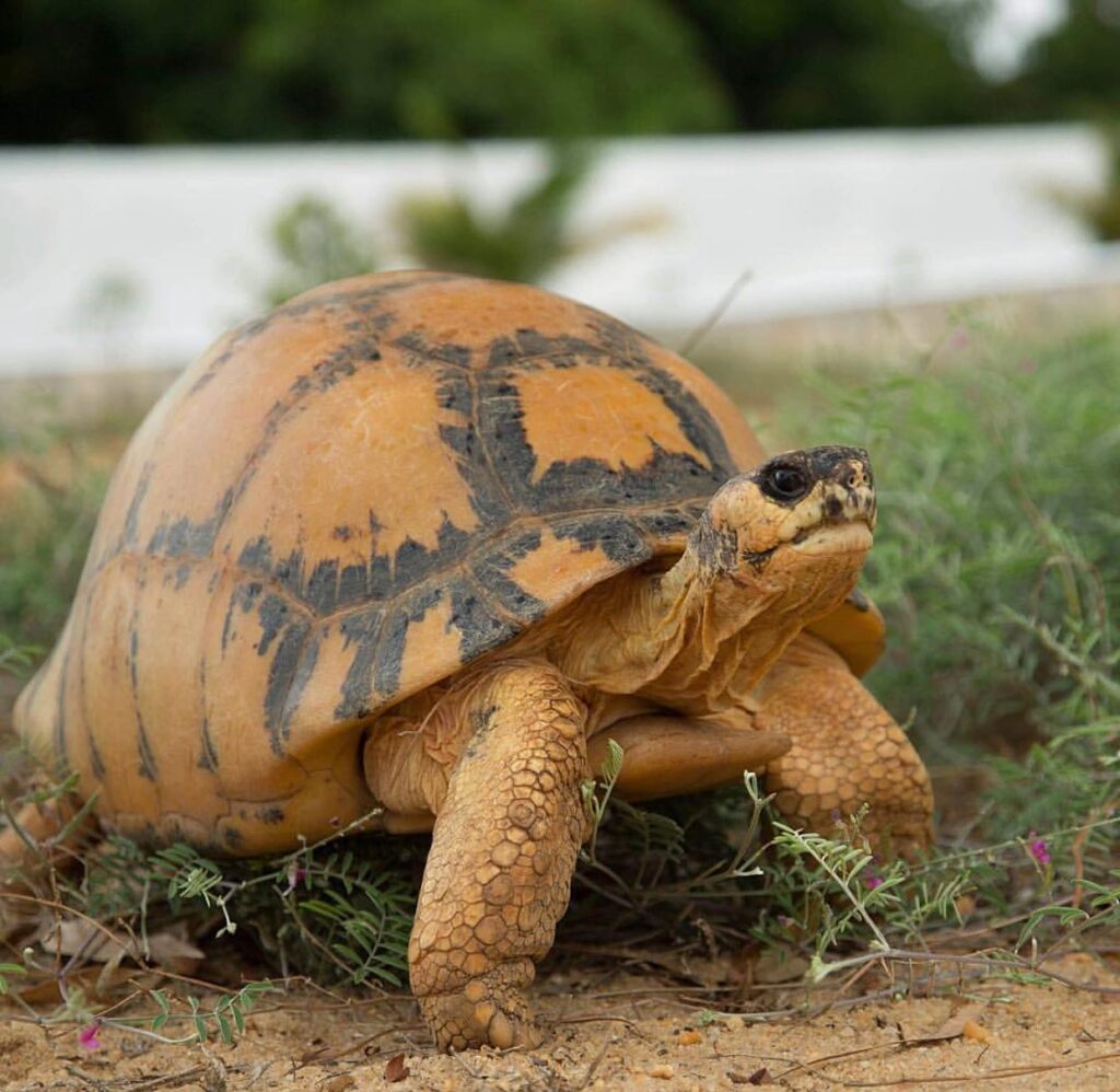 Madagascar's Unique Turtles And Tortoises - Turtle Conservancy Zoo Guide