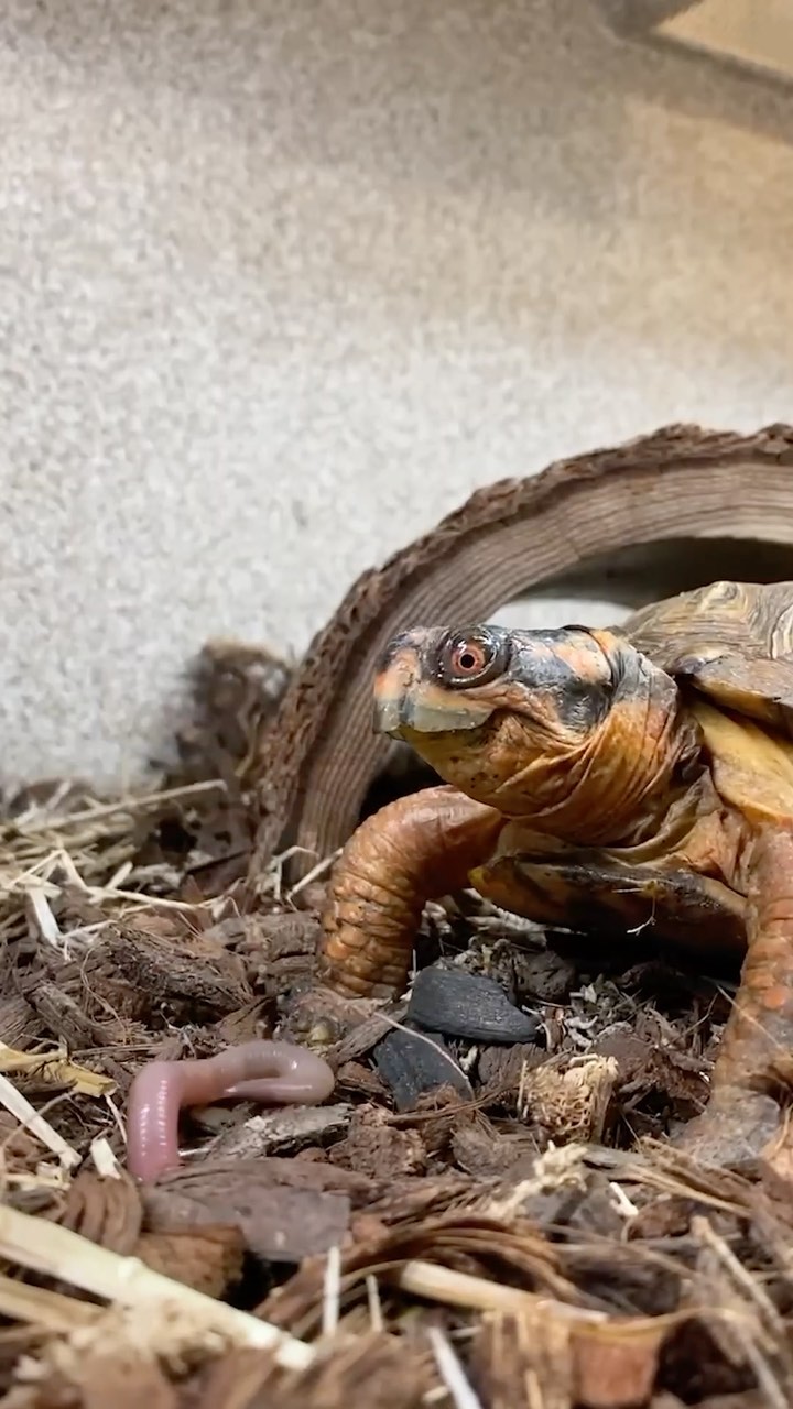 Eastern Box Turtles' Diet Changes Through Life Stages - Franklin Park ...