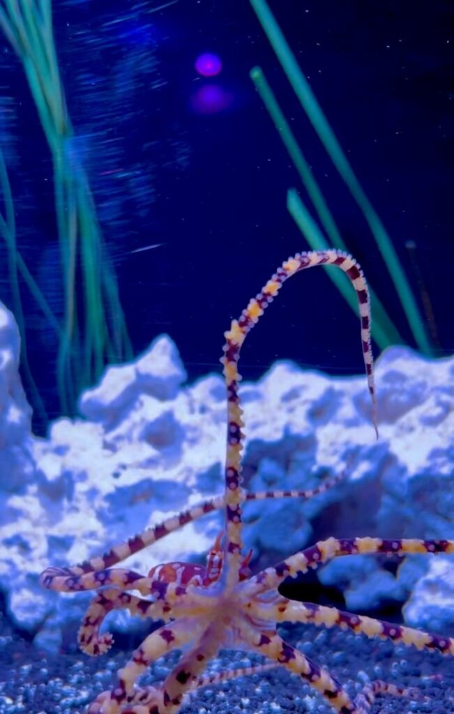 Discover The Photogenic Wunderpus Octopus - Newport Aquarium Zoo Guide