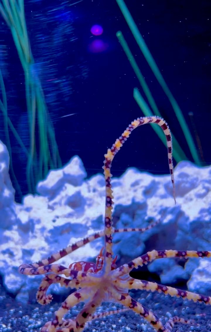 Discover The Photogenic Wunderpus Octopus - Newport Aquarium Zoo Guide