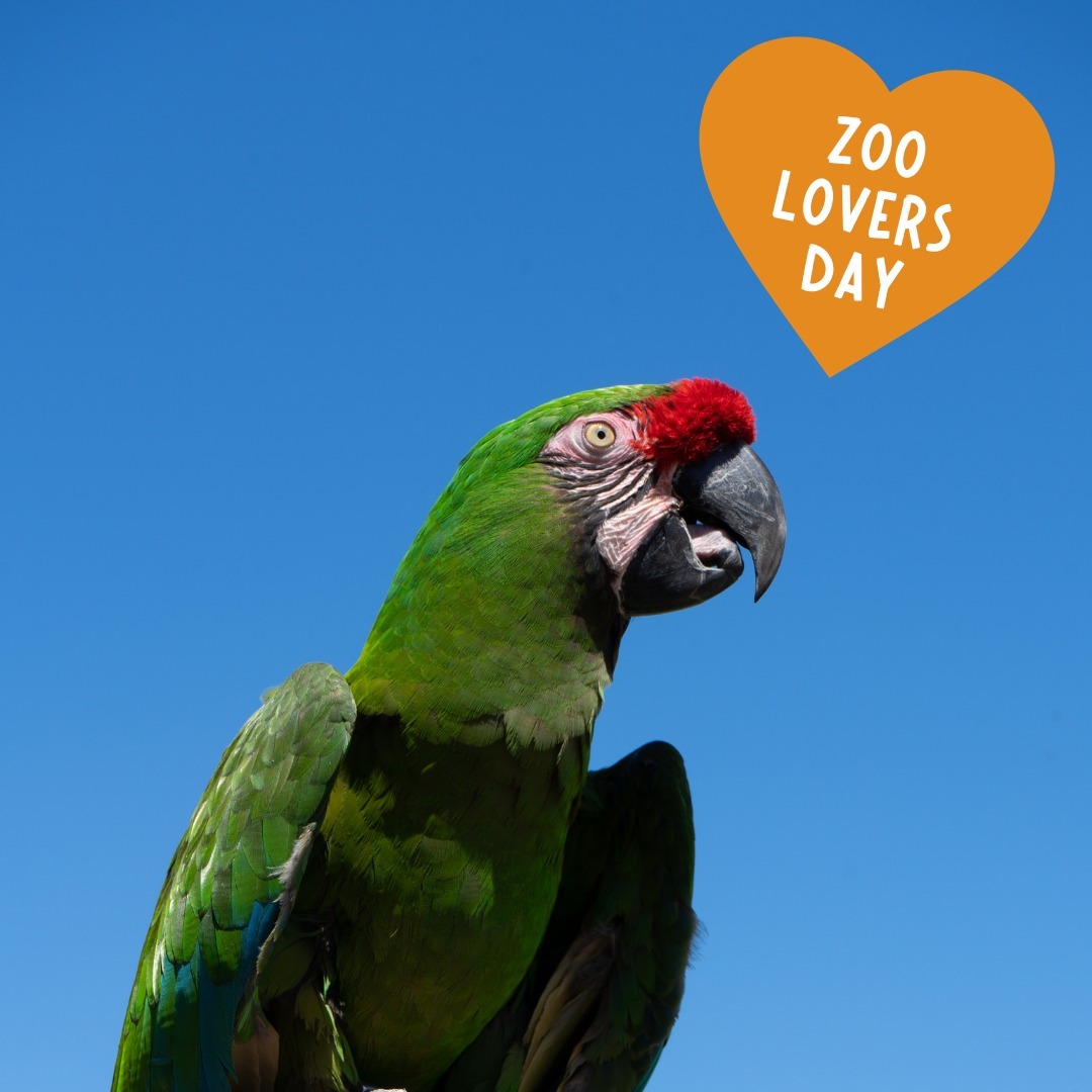 Celebrate Zoo Lovers Day With Us Tomorrow! - Zoos - USA - Texas ...