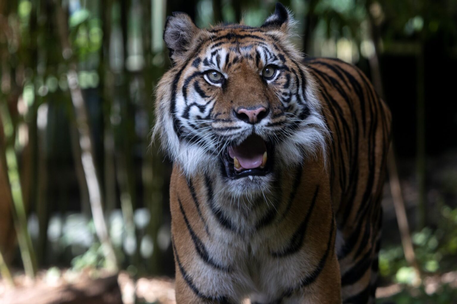 Zoo Atlanta Mourns Loss Of Sumatran Tiger Chelsea - Zoos - USA ...