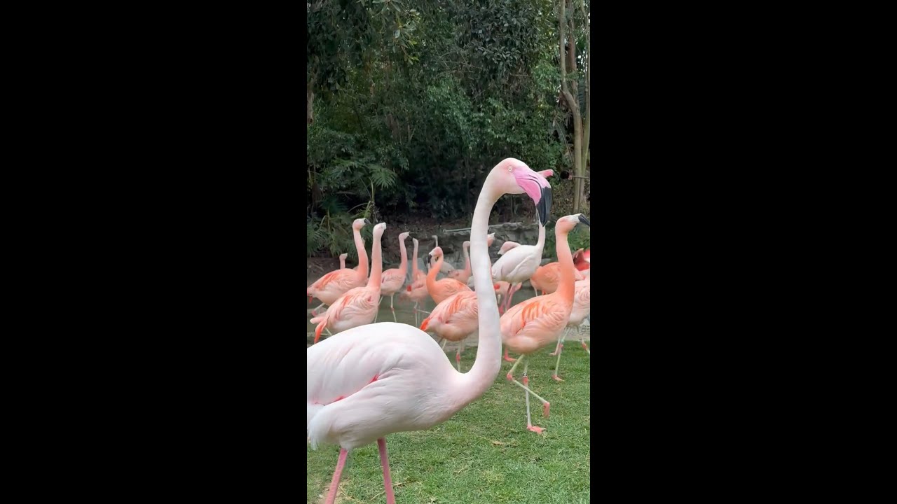 Mingo March: An Educational Overview - Zoos - USA - California - Los ...