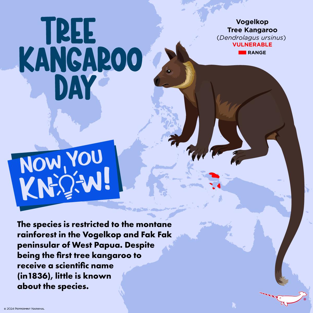 Discover The Vogelkop Tree Kangaroo - Zoo / Animal Special Days ...