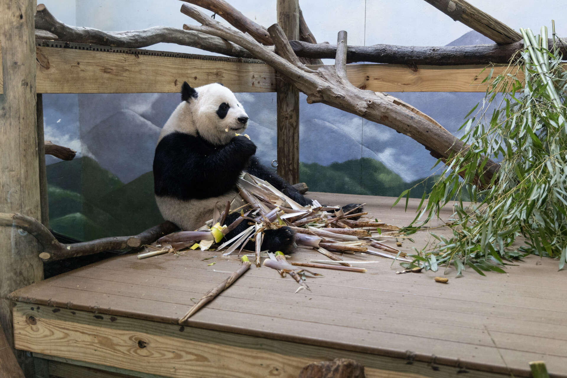 Panda Updates - May 20 Overview - Zoos - USA - Georgia - Atlanta Zoo ...