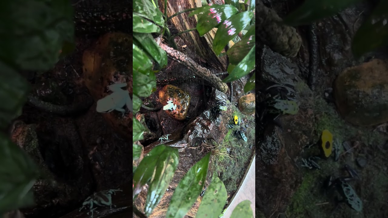 Discover The Sounds Of Audubon Aquarium’s Dart Frogs! 🔊🐸 - Audubon Zoo ...