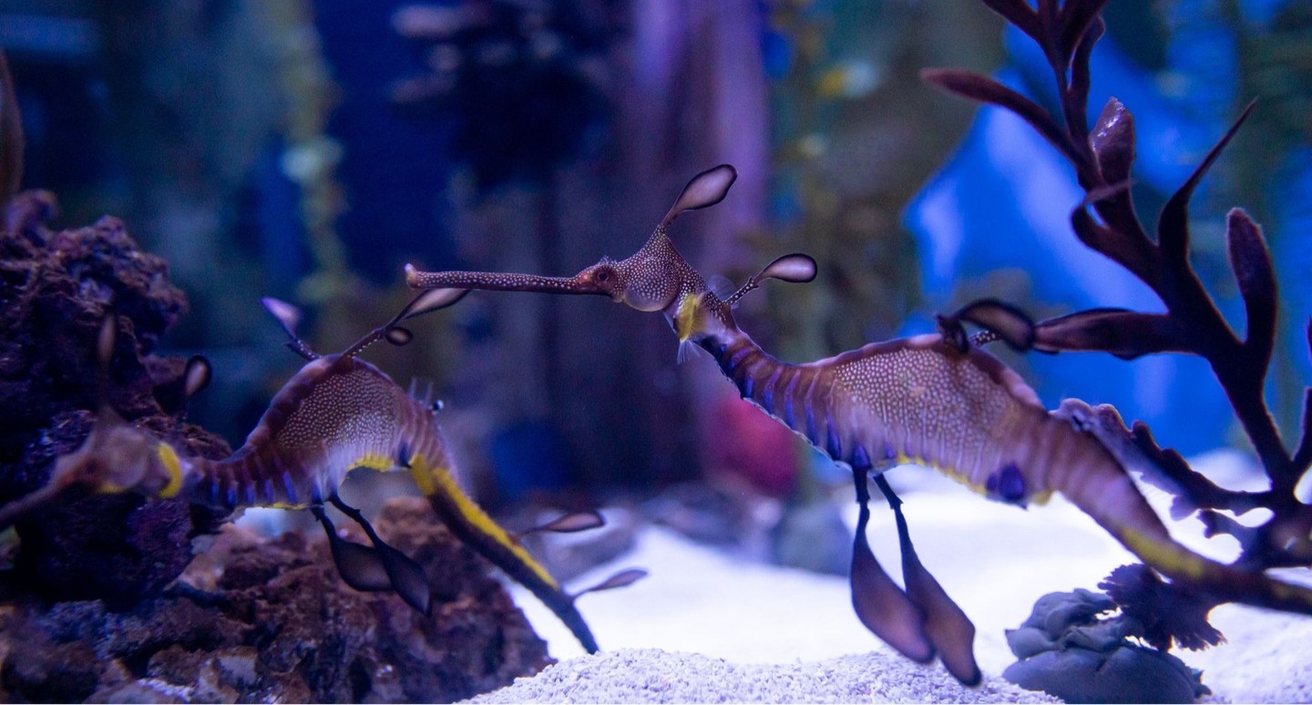 Discover More About Weedy Sea Dragons: Share Your Favorite Animal ...
