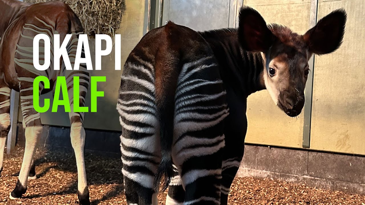 Meet Kayemba, The Rare Okapi Calf Born At Marwell Zoo - Zoo Babies Zoo Guide