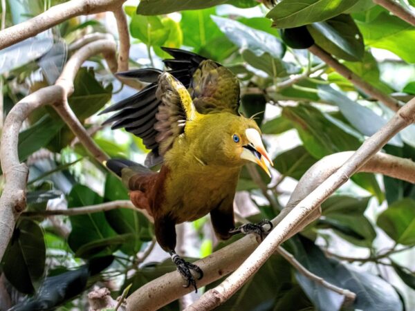Explore The Unique Mating Rituals Of Birds - Zoos - USA - Virginia ...
