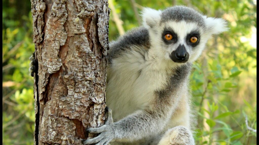 Exploring The Lemur Conservation Foundation - Lemur Conservation ...