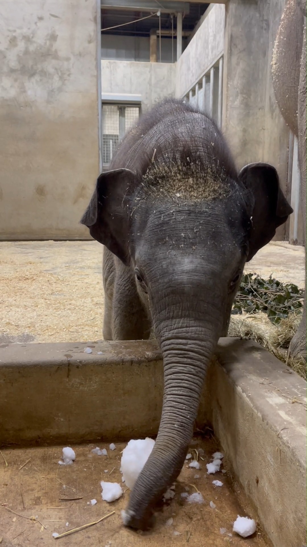 Keepers Bring Snow Day Indoors For Baby Elephant Jet - Saint Louis Zoo ...