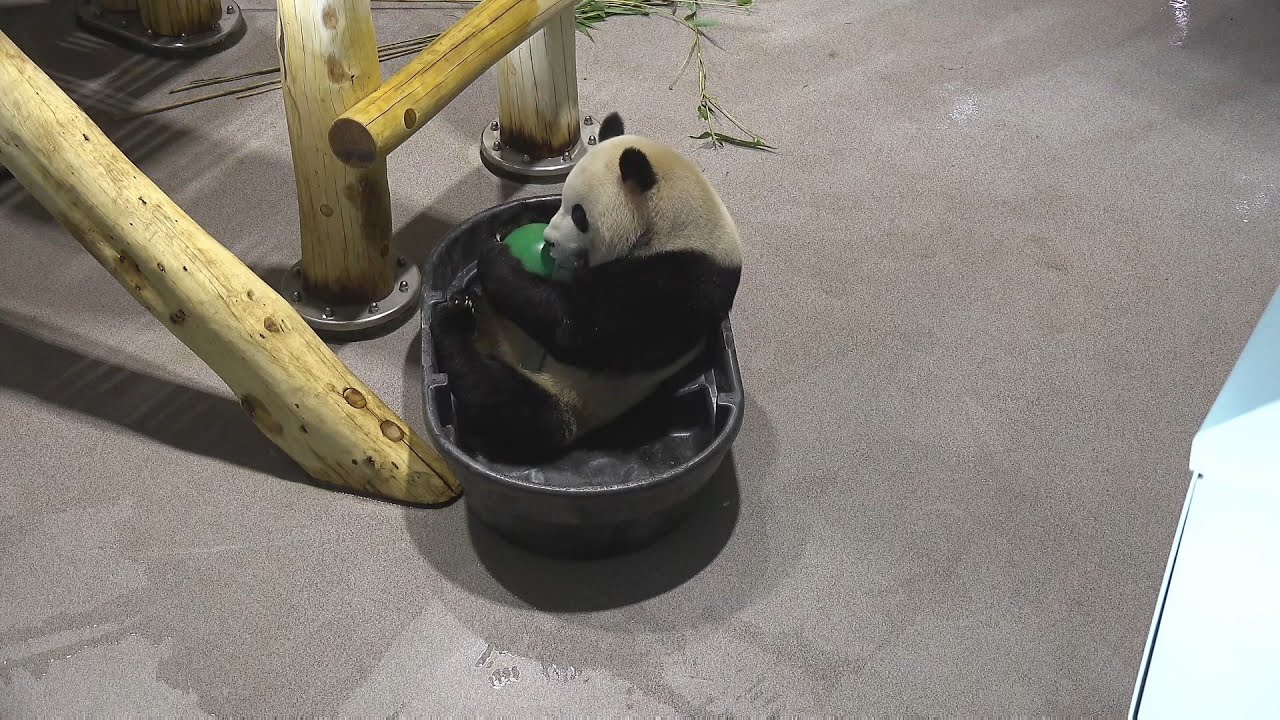 #DCPandas: Bao Li And Qing Bao Playfully In A Tub - Zoos - USA ...