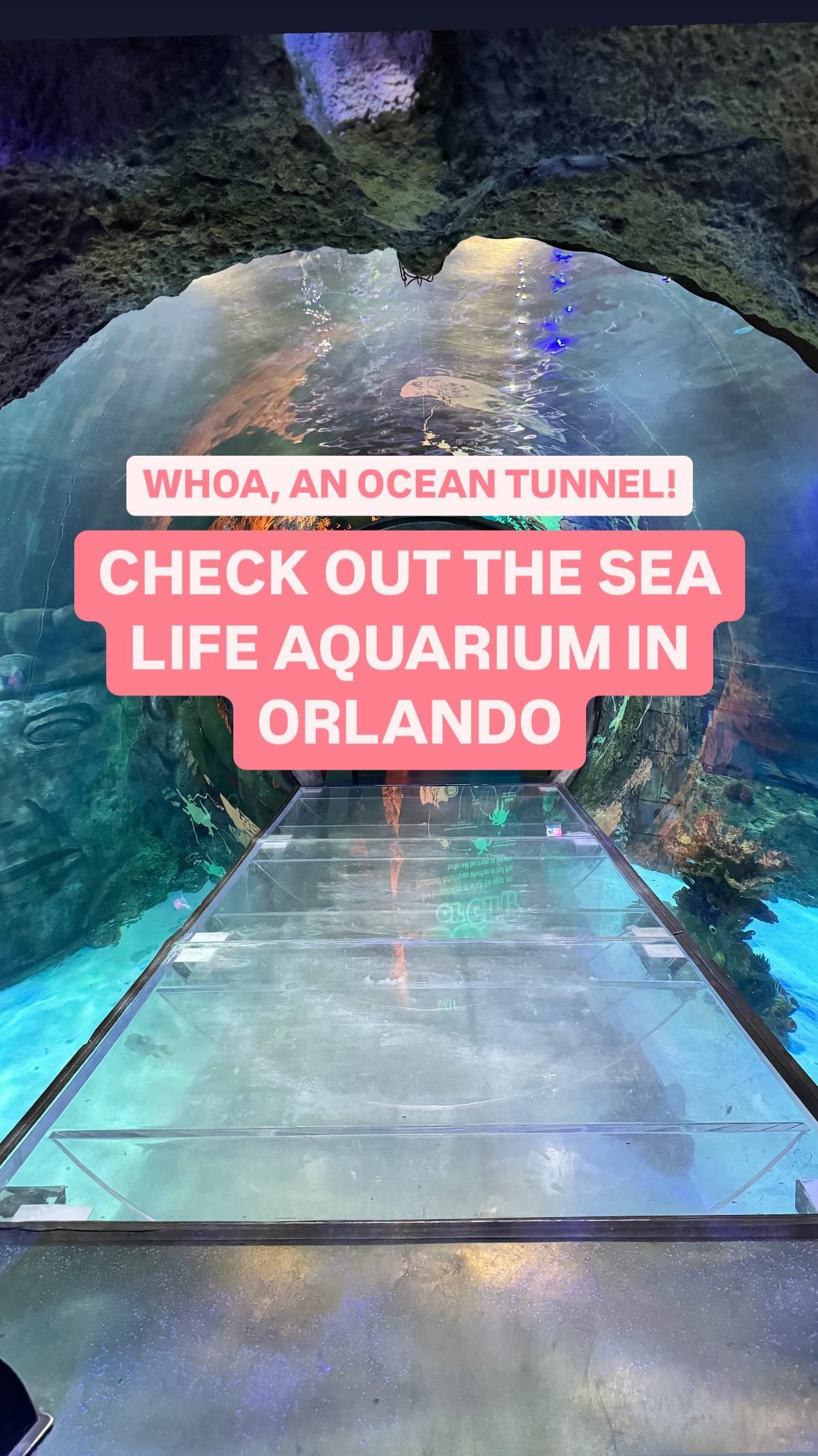 Explore Florida's Unique 360-Degree Ocean Tunnel - SEA Life AZ Zoo Guide