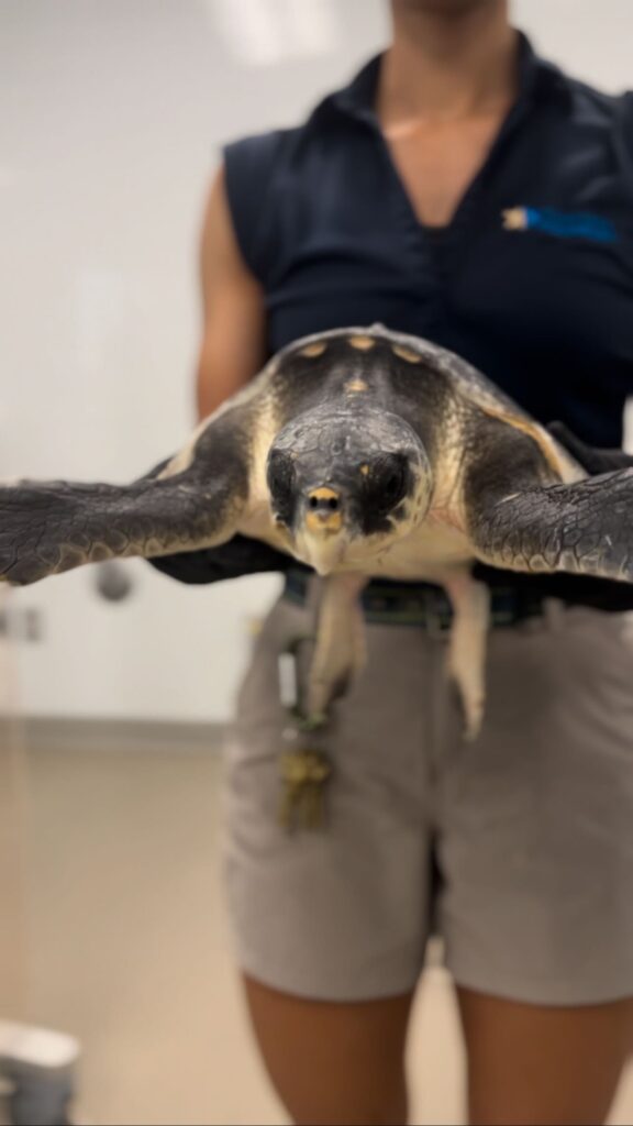 Juvenile Kemp's Ridley Turtle Moved From New England Aquarium - Texas ...